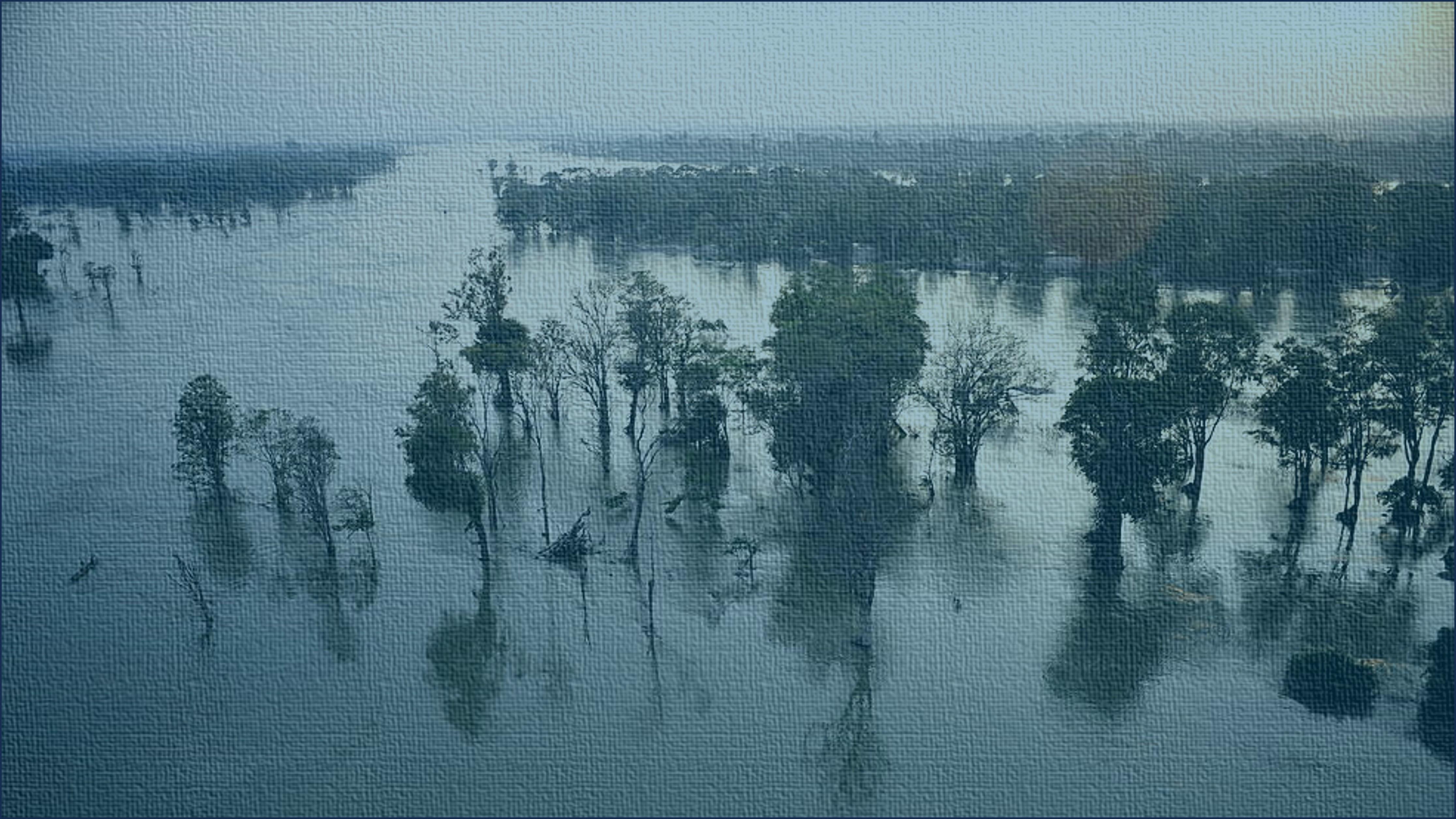 Improving the flooded forest ecosystem | WWF
